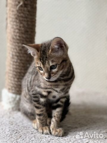 Бенгпльская неженка Ева