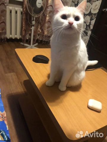Отдам в хорошие руки белую анатолийскую кошку