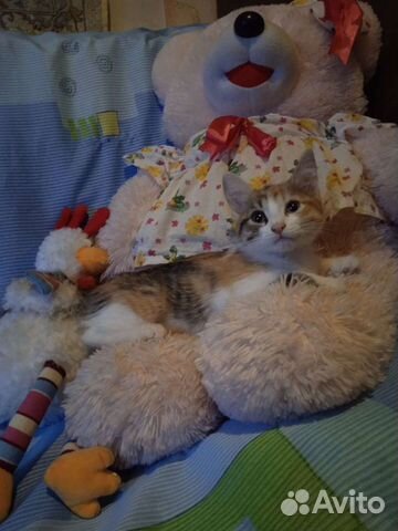 Котëнок девочка 2 месяца