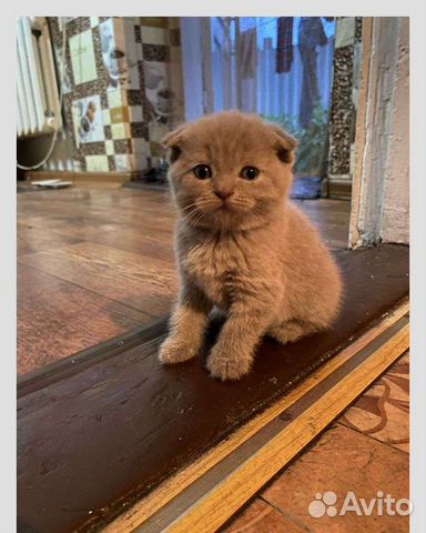 Британские котята