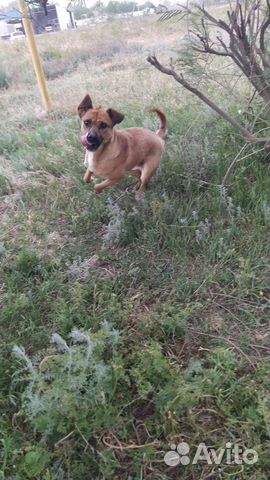 Американский стаффордширский терьер