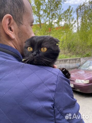 Вислоухий котик бесплатно
