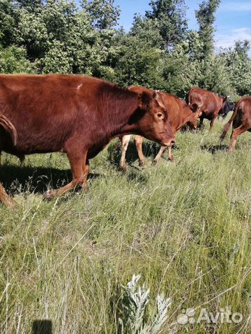 Бычки годовалые