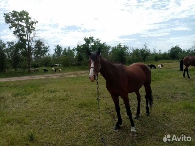 Продам кобылу Орловской породы