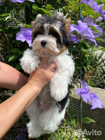 Очень красивый мальчик бивер