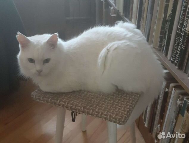 Белый горный кот