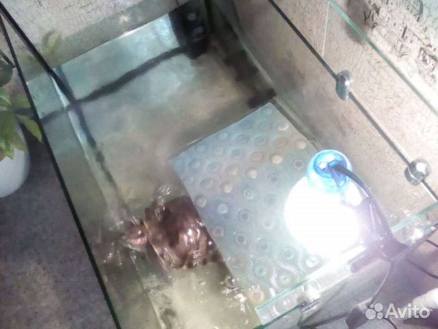 Черепаха с акватеррариумом