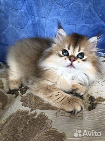 Роскошь британской породы