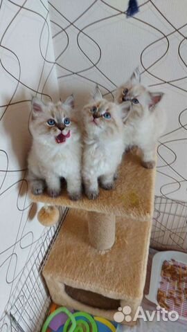 Невские маскарадные котята
