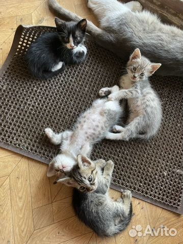 Отдам котят в добрые руки