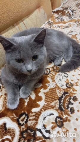 Кошка молодая бесплатно