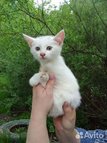 Котёнок белый девочка