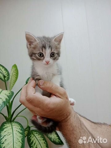 Кошки в добрые руки бесплатно