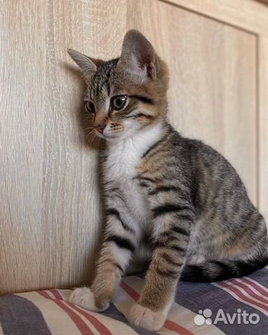 Котёнок