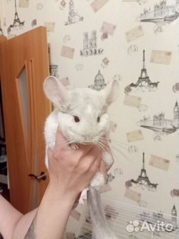 Шиншилла