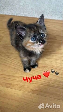 Котёнок Чуча