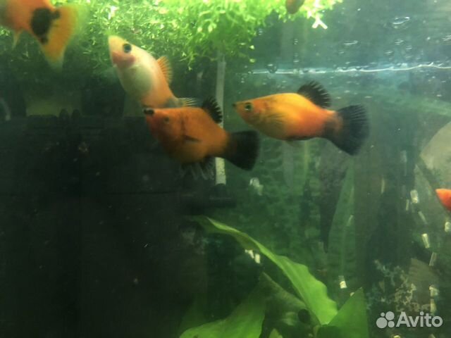 Аквариумные растения прополка