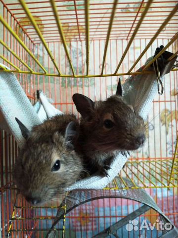 Бельчата дегу