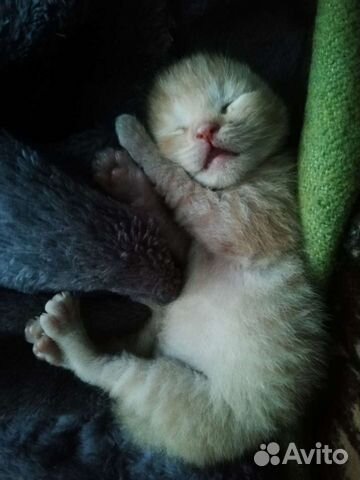 Котята мальчишки в добрые руки