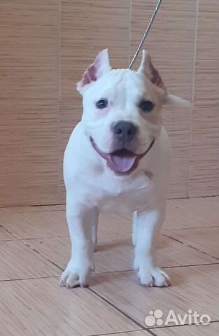 Американский булли покет