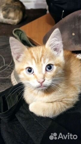 Котик