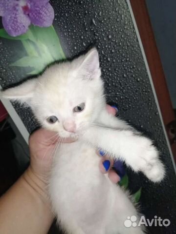 Шотландские вислоухие котята рыжие