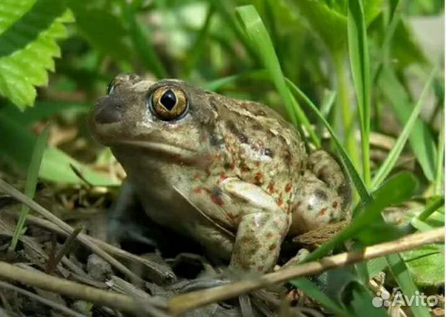 Лягушка