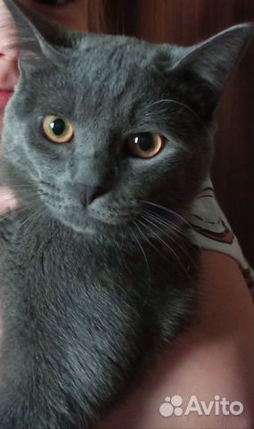 Русская голубая метис