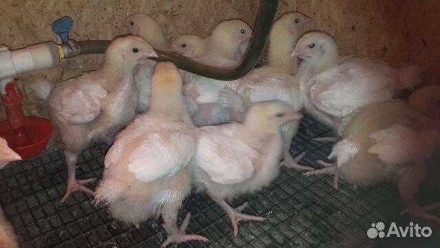 Цыплята бройлера росс 308
