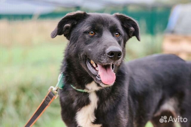 Добродушный Кит в приюте