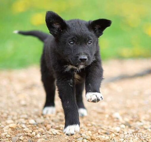 Щенок-антискука Фантик. С ним скучно не бывает