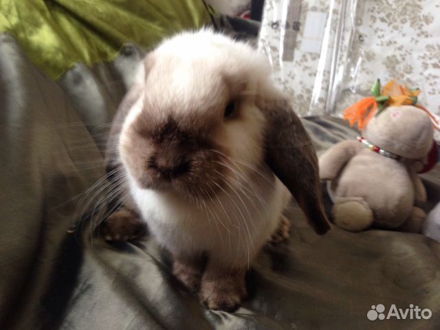 Вислоухая красоточка 2 г. Из питомника