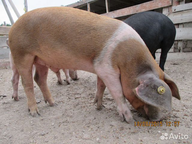 Хрячки. рем свинки