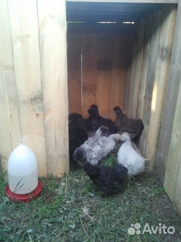 Семейка китайской шёлковой: петушок и 4 куры