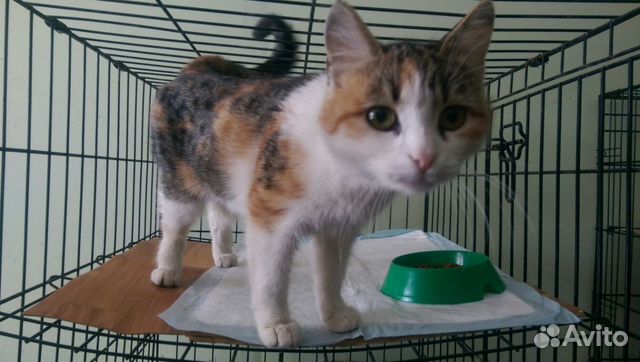 Крошка Лёля стерилизована (6 мес.)