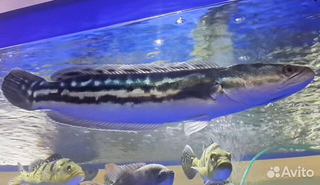 Channa (Змееголовы)