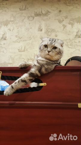 Котище приглашает + фото котят от кота
