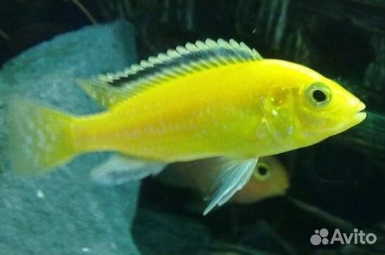 Лабидохромис еллоу