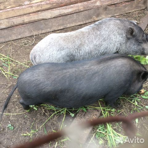 Вьетнамская свинки