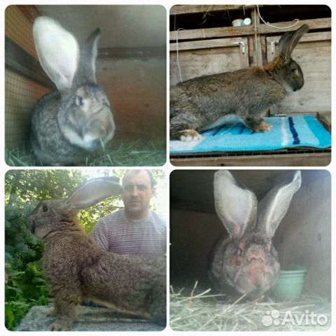 Кролики породистые 5 пород. разные линии