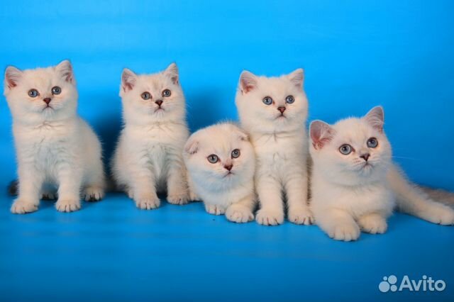 Мюзетта, Жанетта, Жоржетта британцы видео