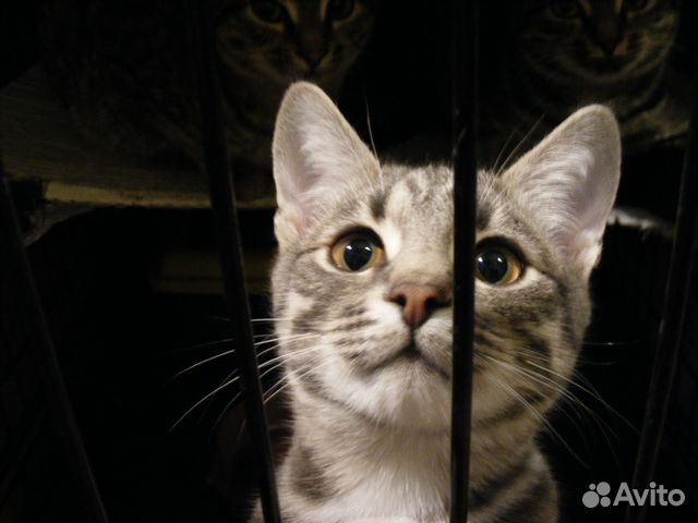 Без лишних слов