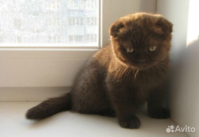 Вислоухие котята