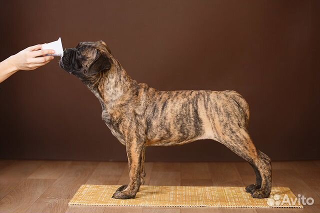 Бульмастифа щенки