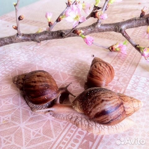 Улитка ахатина иммакулята пантера