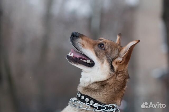 Тим ищет свою семью)