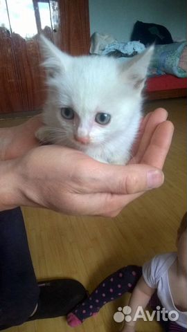 Отдам белое чудо