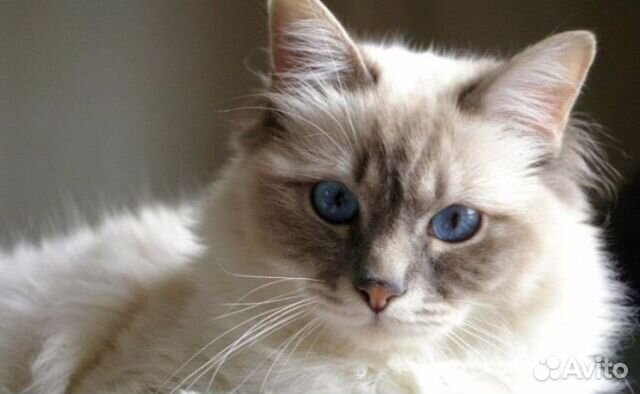 Отдам тайского кота