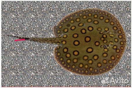 Скат моторо