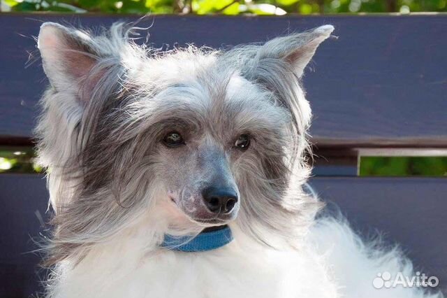 Открыт для вязок кобель кхс - чемп. РФ,рб,РКФ,нкп